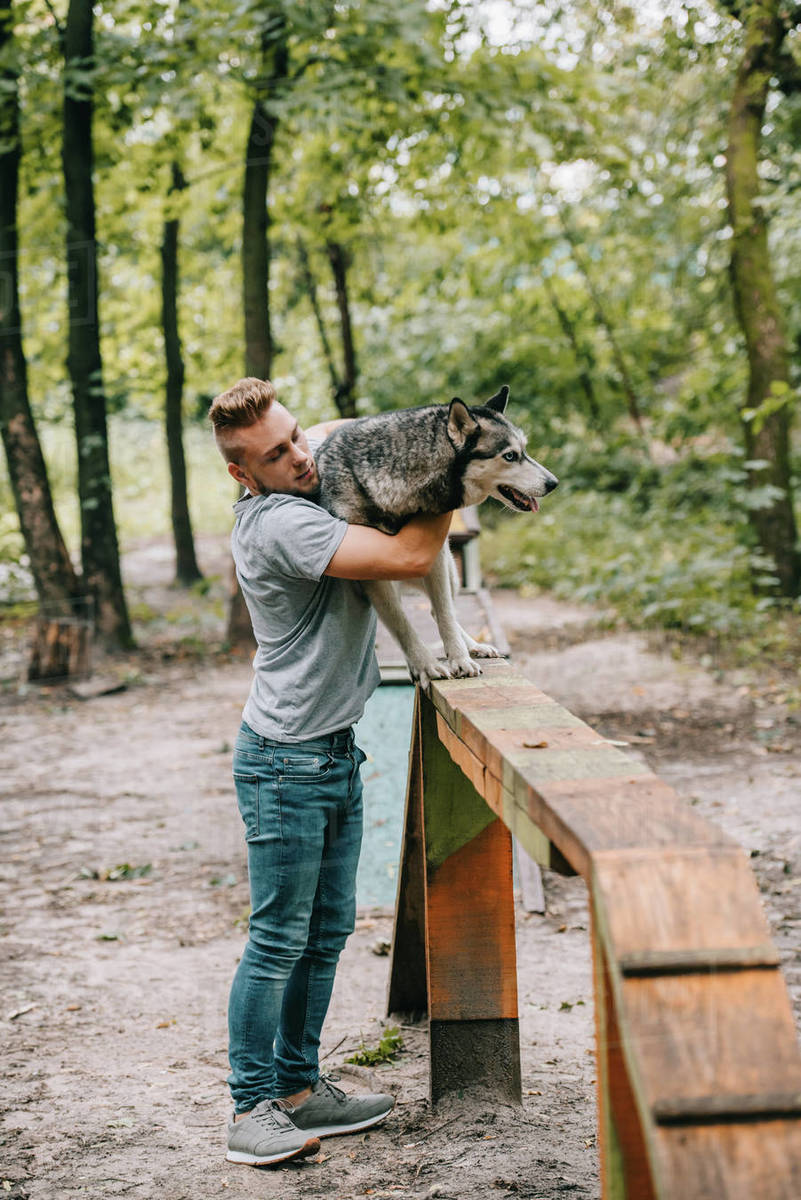 Cynologist training with husky on dog walk obstacle - Royalty-free ...
