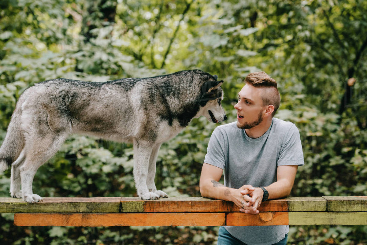 Handsome man with husky on dog walk obstacle in park - Stock Photo ...