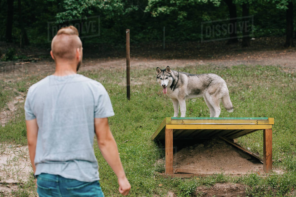 Young man training with siberian husky on dog walk obstacle - Stock ...