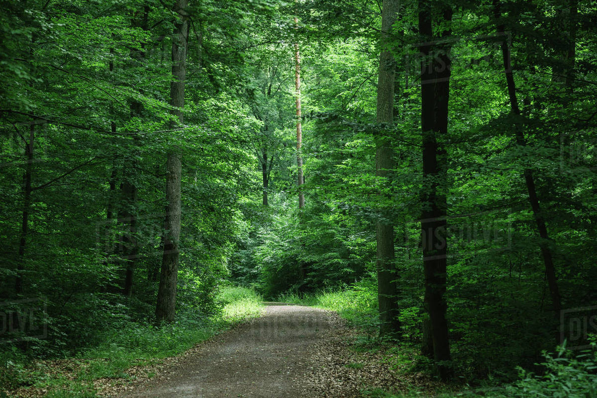 Path in green beautiful dark forest in Wurzburg, Germany - Royalty-free ...