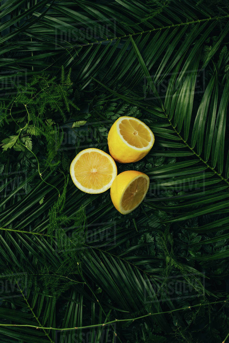 Top view of yellow sour lemons on palm leaves - Royalty-free Stock ...