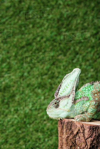 Side view of exotic green chameleon sitting on stump - Royalty-free ...