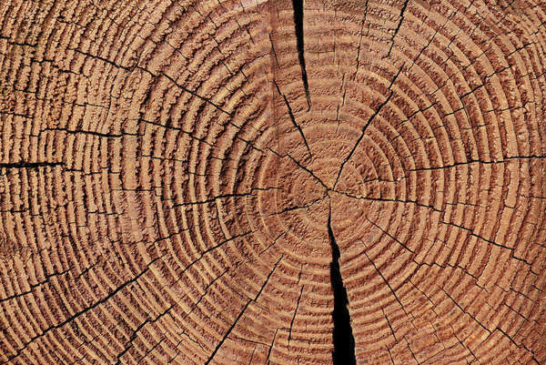Full frame of wooden stump texture as backdrop - Royalty-free Stock ...