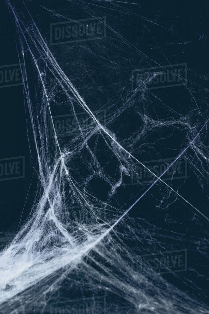 Creepy Halloween background with spider web - Stock Photo - Dissolve