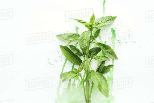 Top view of bunch of ripe basil brunches on white surface with green ...
