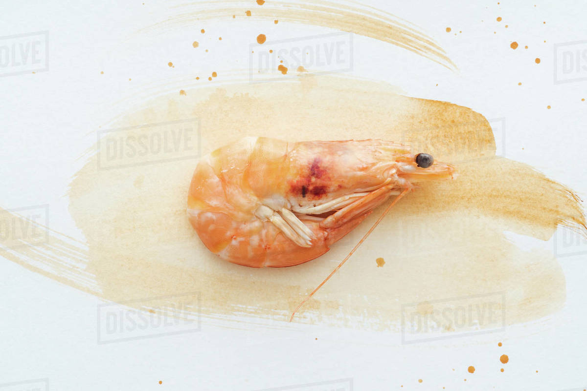 Top view of raw shrimp on white tabletop with watercolor strokes ...