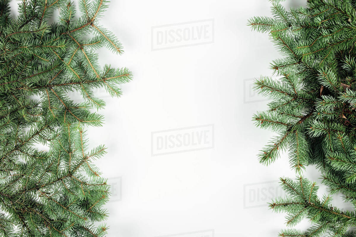 Top view of beautiful evergreen fir twigs on white background - Stock ...