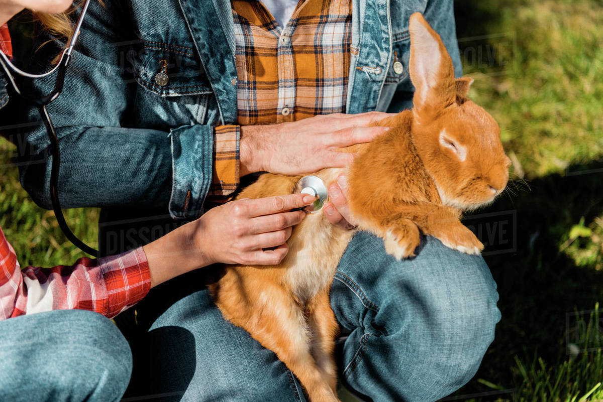 Cropped image of male farmer holding rabbit while his girlfriend ...