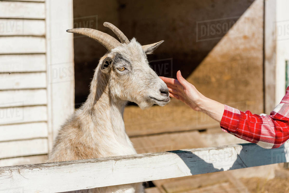 Cropped image of woman touching goat near wooden fence at farm ...