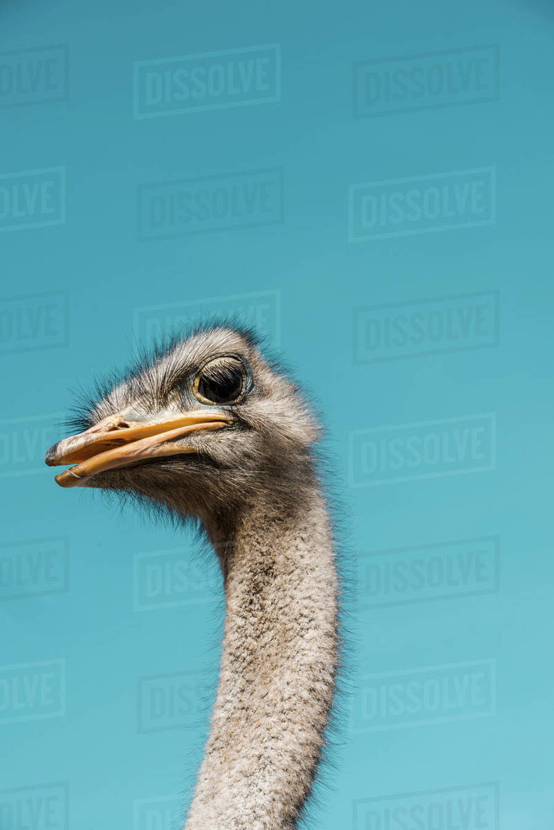 Portrait of beautiful ostrich against blue sky - Royalty-free Stock ...