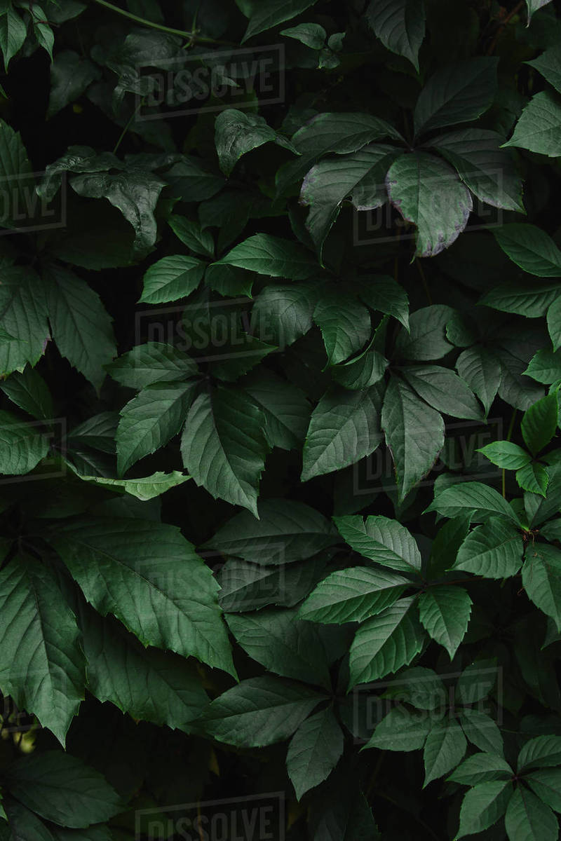 Close up of green wild vine leaves in garden - Royalty-free Stock Photo ...