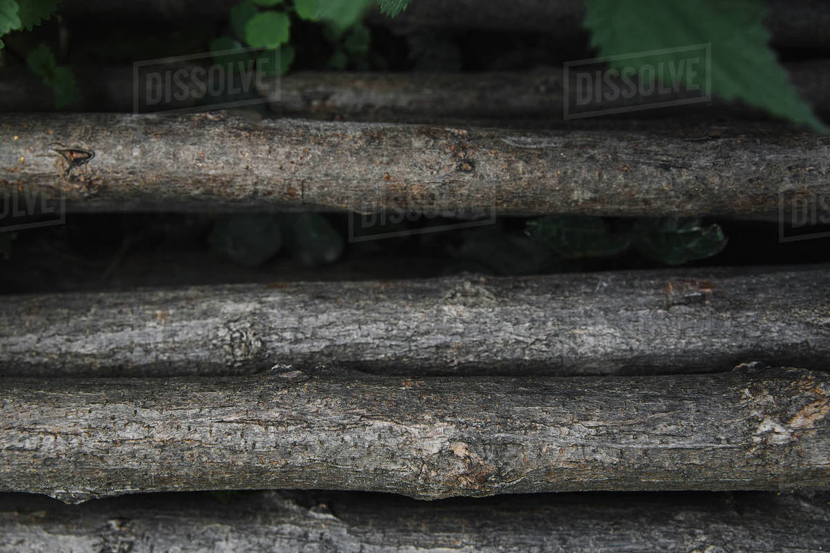 Pile of grey tree branches in park - Stock Photo - Dissolve
