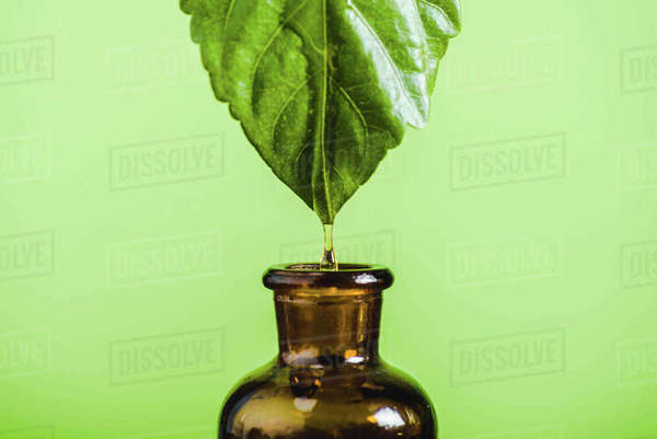 essential oil dripping from leaf into glass bottle isolated on green ...