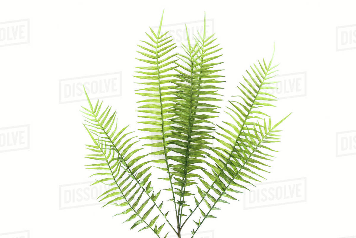 top view of green fern branches isolated on white, minimalistic concept ...