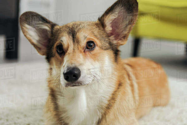 Close-up shot of cute corgi dog lying on carpet and looking away ...