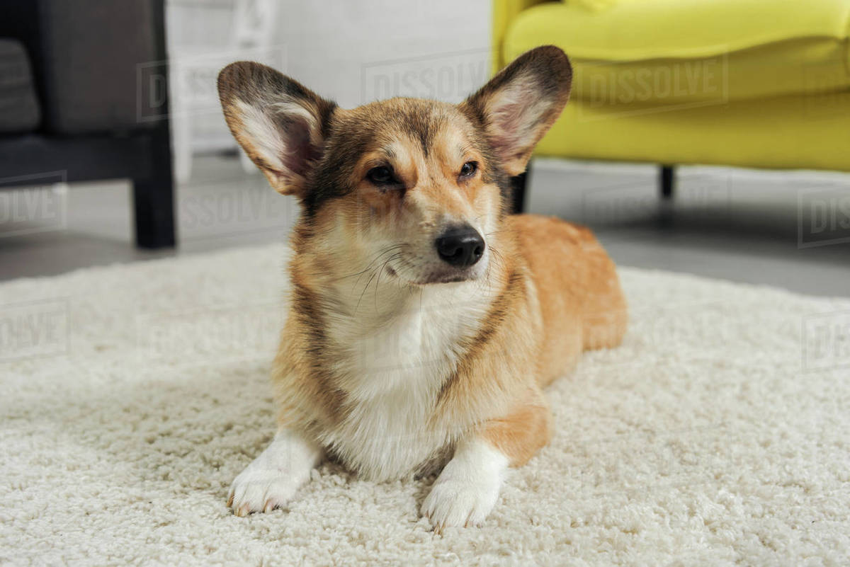 Adorable corgi dog lying on carpet and looking away - Royalty-free ...