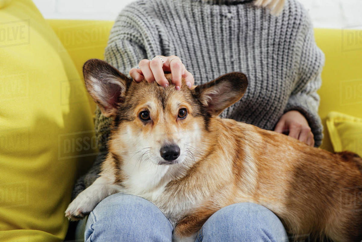 Cropped view of woman sitting on sofa and stroking adorable Pembroke ...
