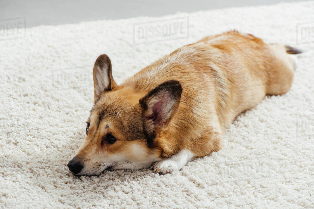 Adorable Pembroke welsh corgi dog lying on fluffy rug - Royalty-free ...