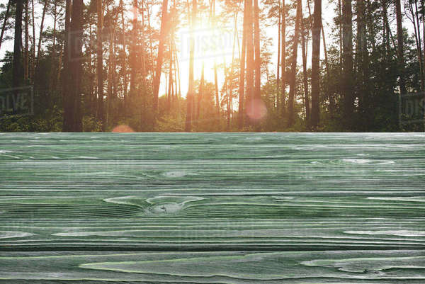 Template of dark green wooden floor with pine tree forest on background ...