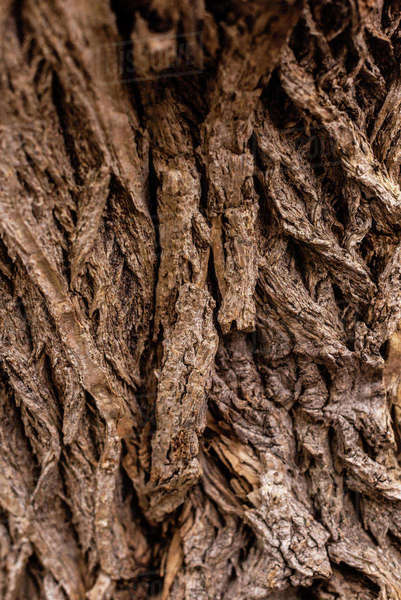 Full frame image of old tree trunk background - Stock Photo - Dissolve