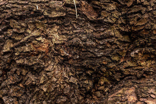 Full frame image of old tree trunk background - Stock Photo - Dissolve