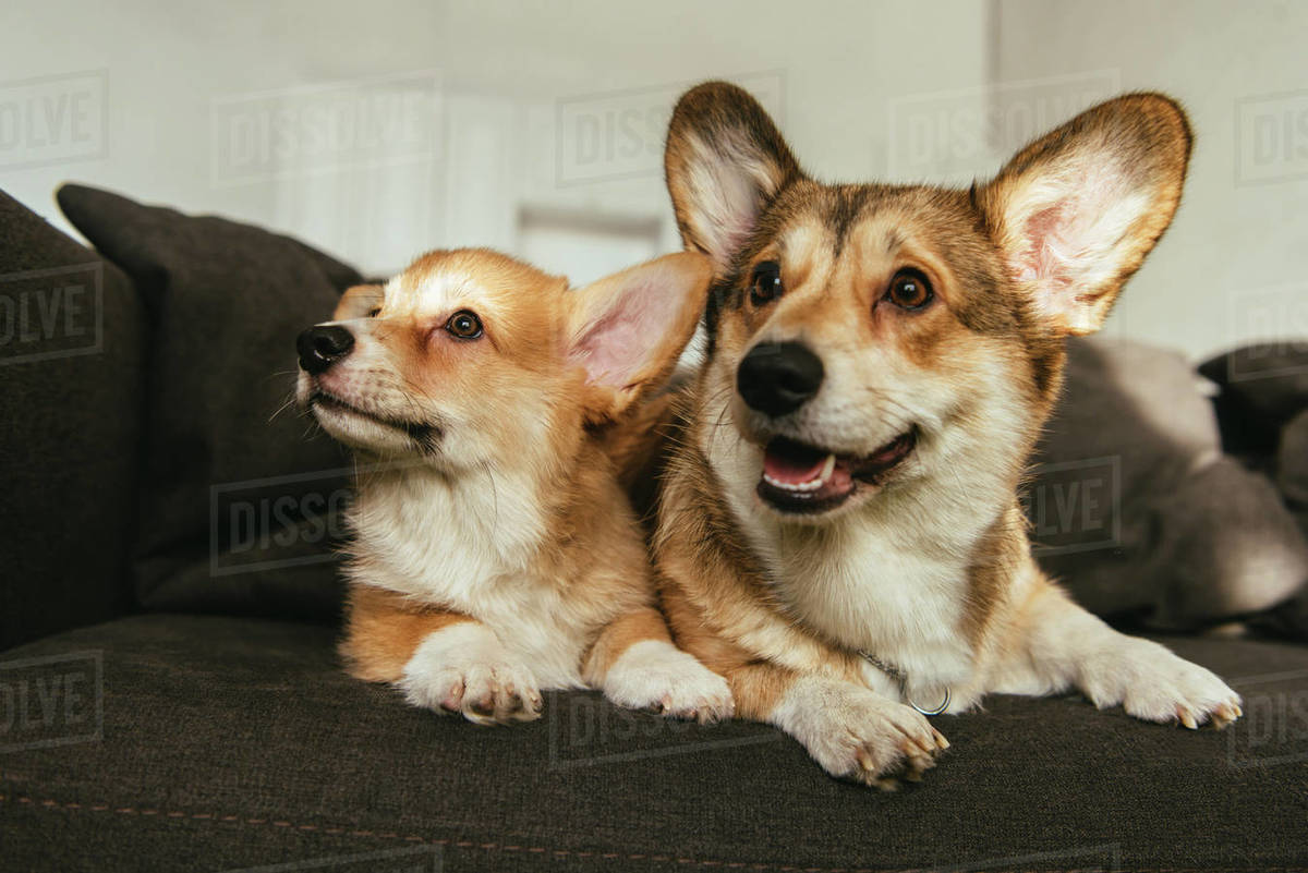 Cute welsh corgi dogs sitting on sofa in living room at home - Royalty ...