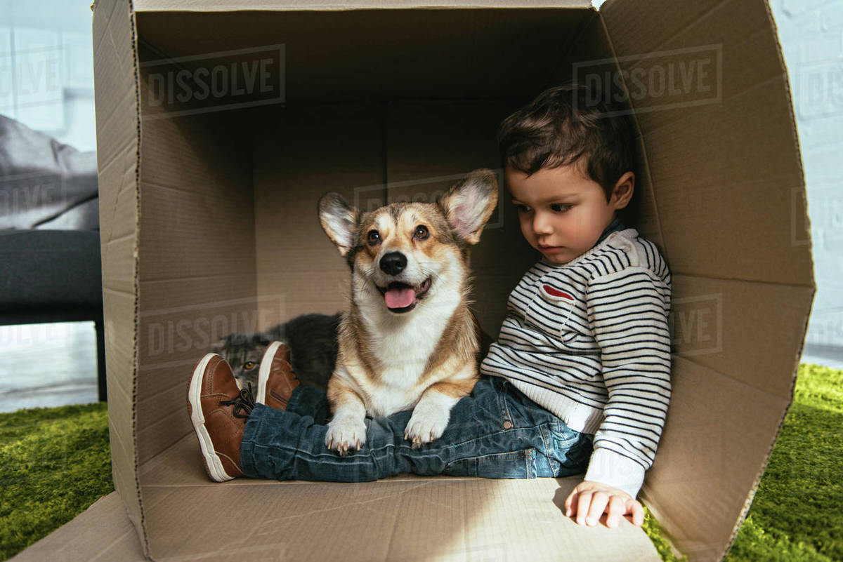 Adorable welsh corgi pembroke sitting with little boy in cardboard box ...