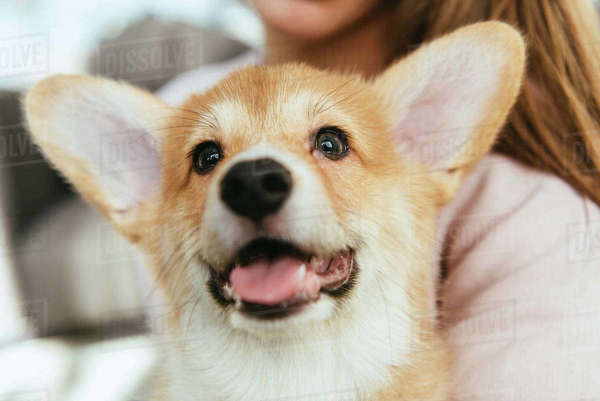 Close up portrait of adorable welsh corgi pembroke on woman hands ...