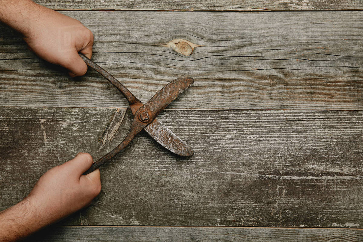 Partial view of worker holding vintage rusty carpentry scissors on ...