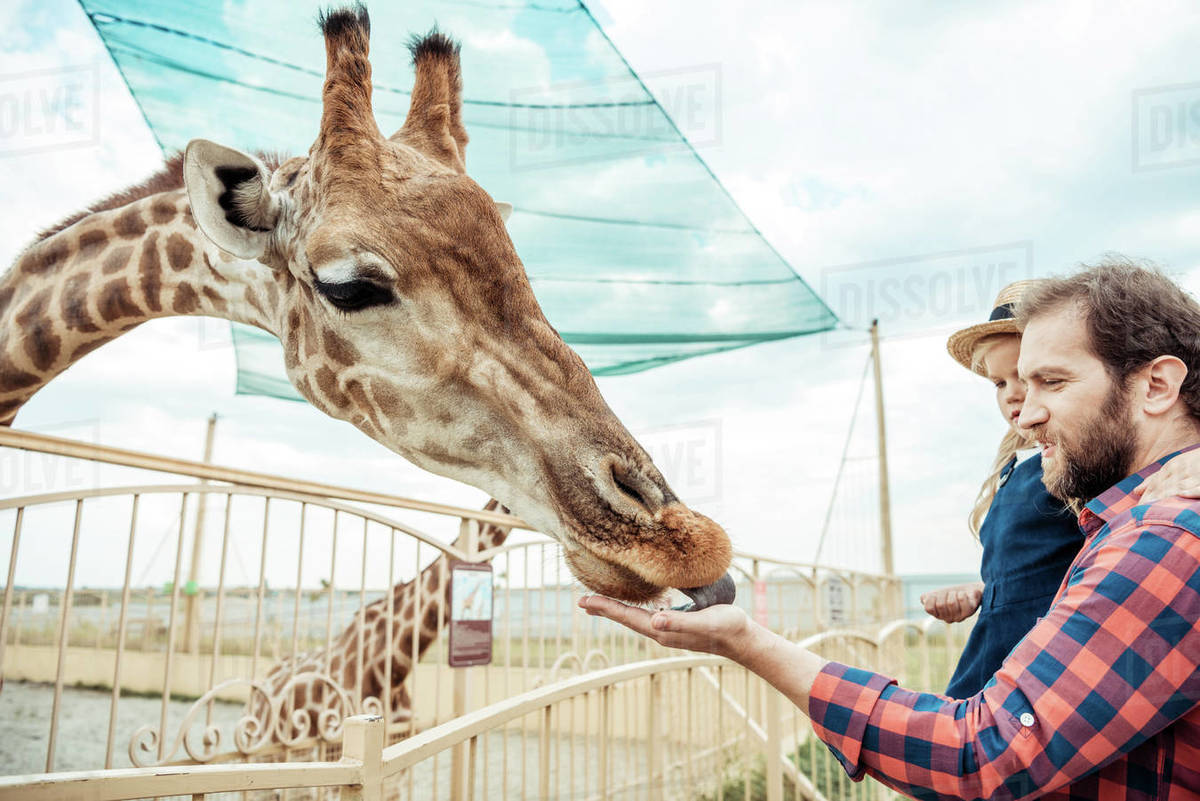 Side view of father and little daughter feeding giraffe in zoo - Stock ...