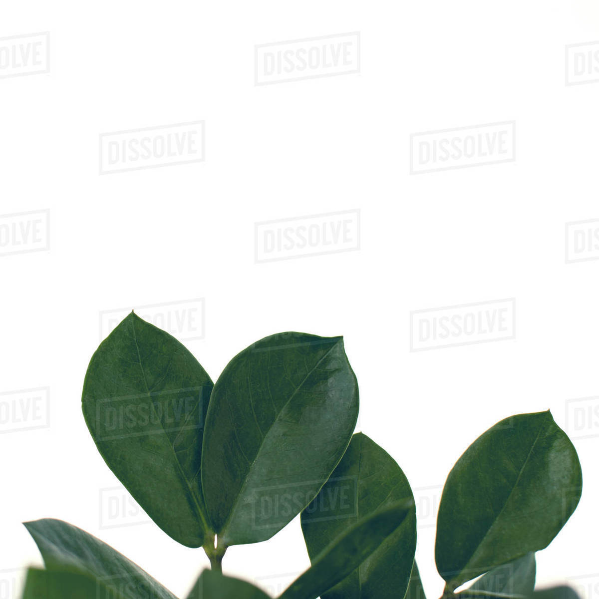 Close up of green focus leaves, isolated on white with copy space ...