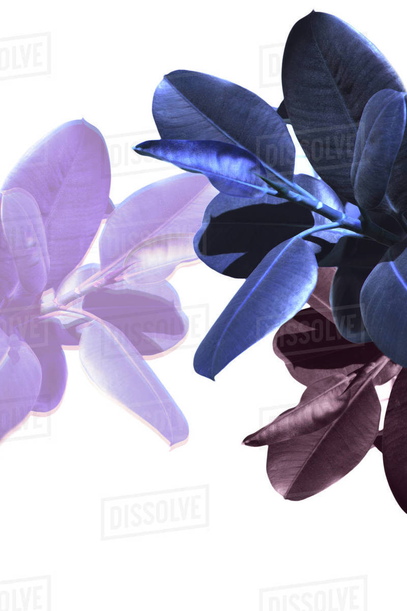 Double exposure of blue and purple focus plants, isolated on white ...