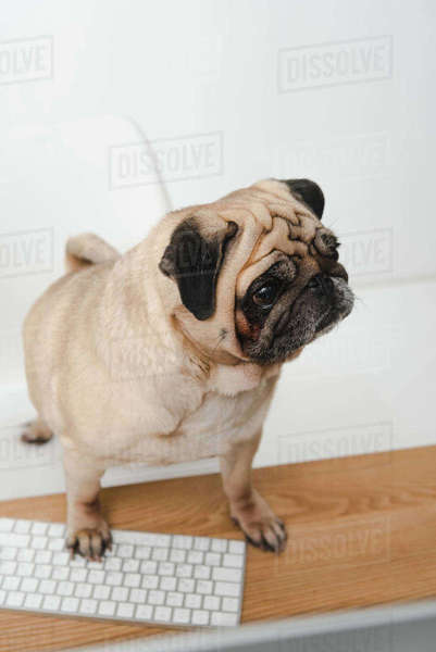Cute pug dog standing at table with computer keyboard - Royalty-free ...