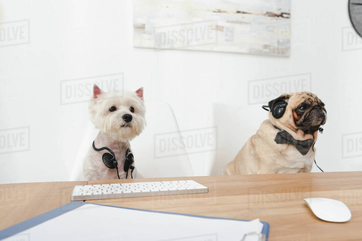Business dogs with headsets sitting together in office - Stock Photo ...