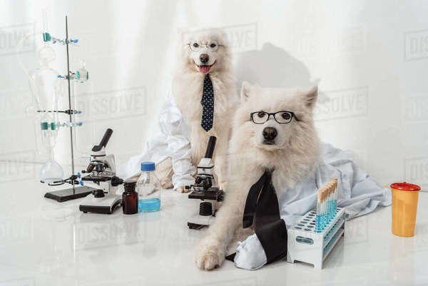 Dogs scientists in eyeglasses and lab coats working with microscopes ...