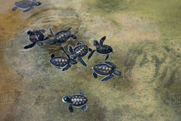 High angle view of swimming little sea turtles - Royalty-free Stock ...