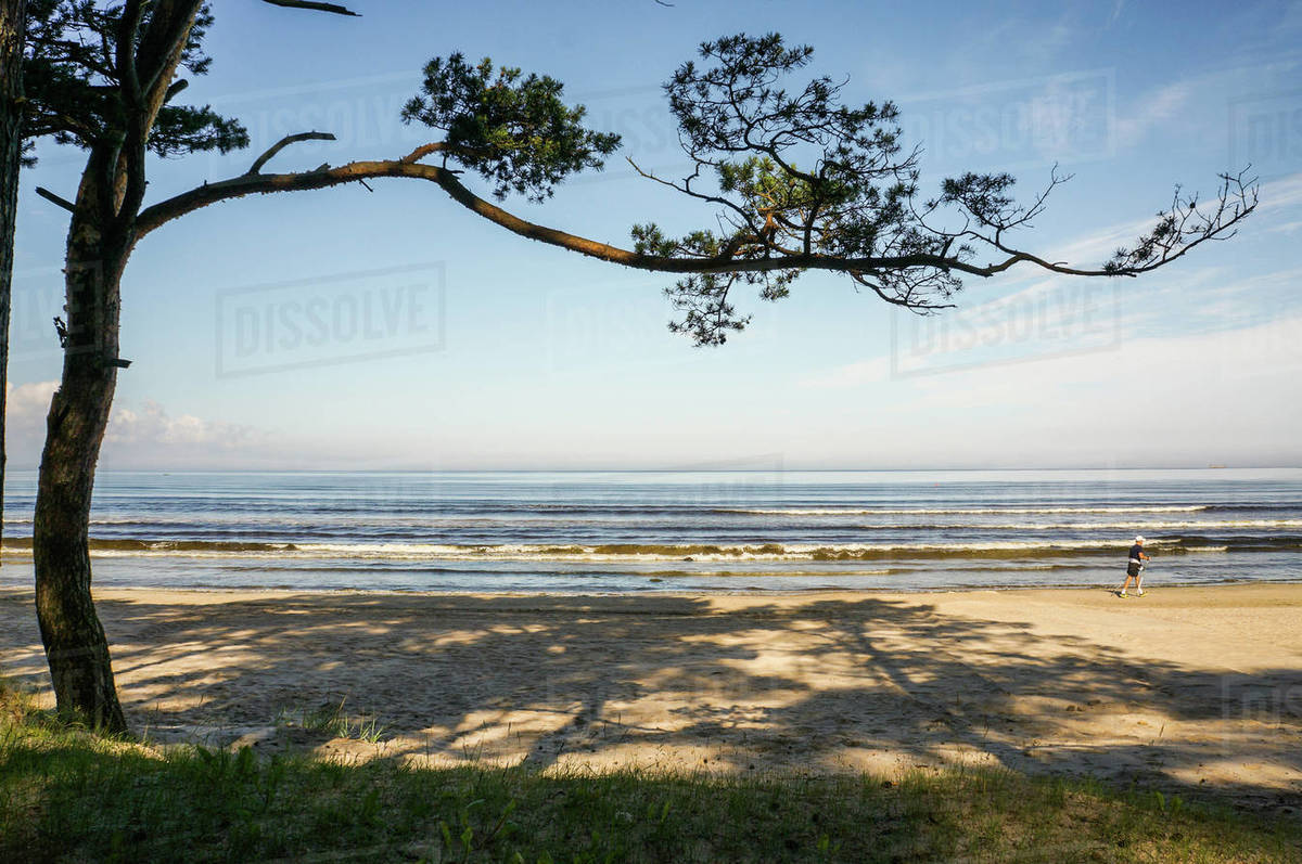 beautiful landscape with one tree on coastline - Royalty-free Stock ...