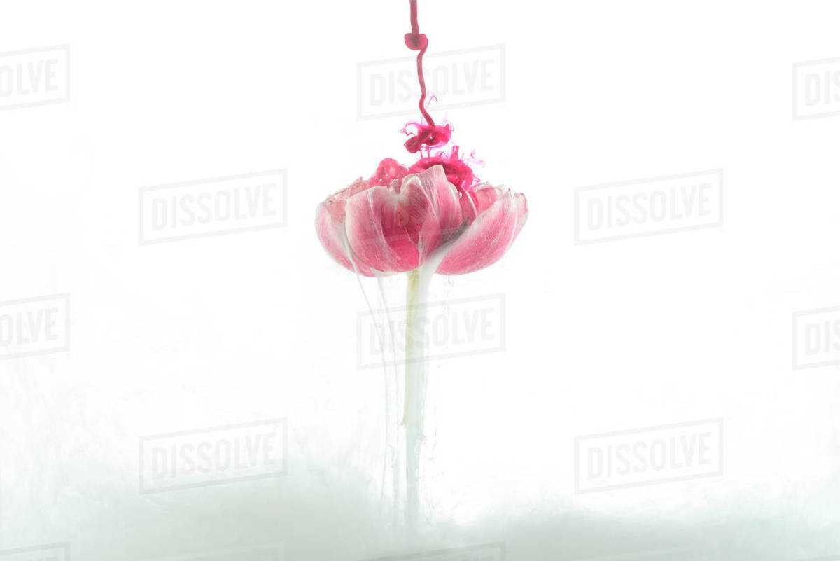 Close up view of pink flower and paint splash isolated on white - Stock ...