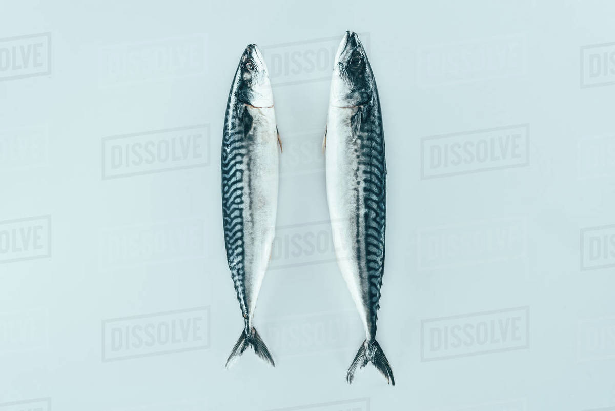 Close-up view of raw fresh healthy mackerel fish isolated on grey ...