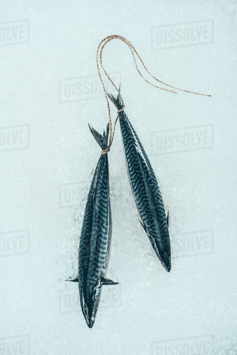 Close-up view of raw mackerel fish tied with rope on ice - Royalty-free ...