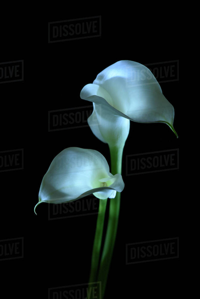 Beautiful calla lily flower isolated on black - Stock Photo - Dissolve