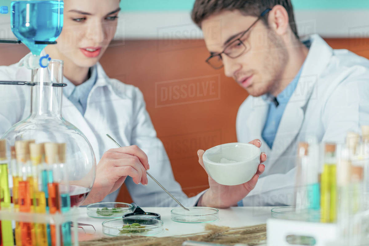 Biologists working with plants and petri dishes in lab with flasks ...