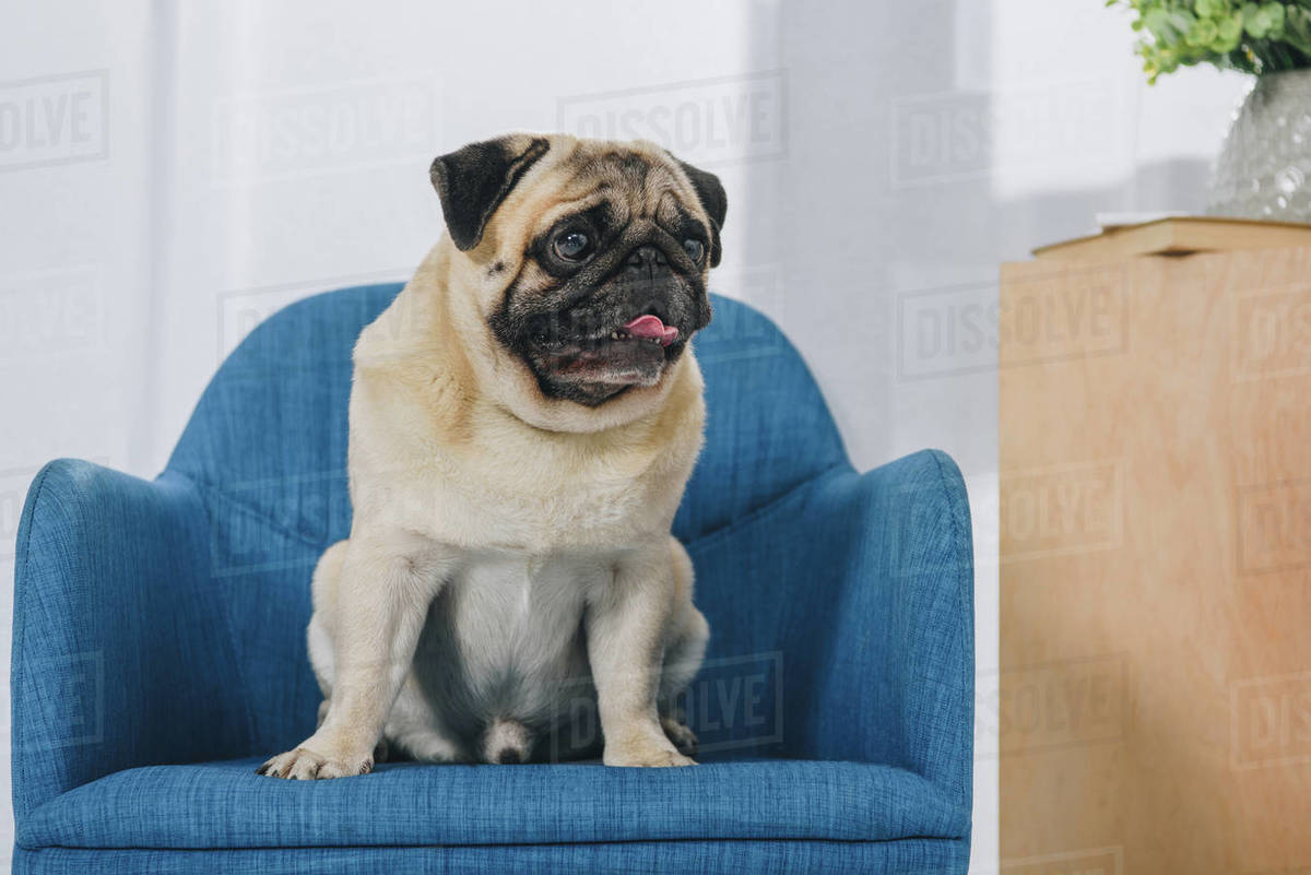 Small pug dog sitting on chair - Royalty-free Stock Photo | Dissolve