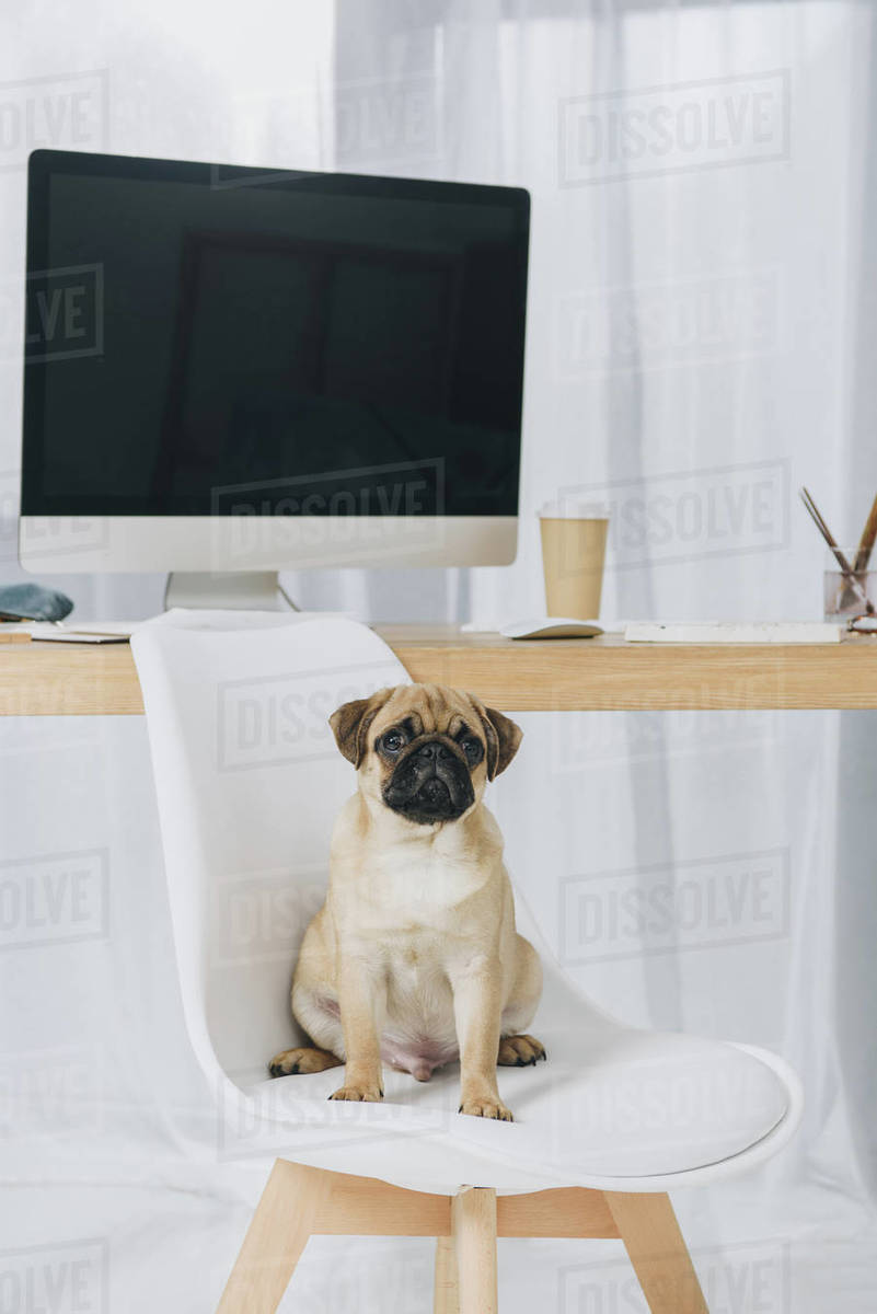 Funny pug dog sitting on chair by working table with computer - Royalty ...