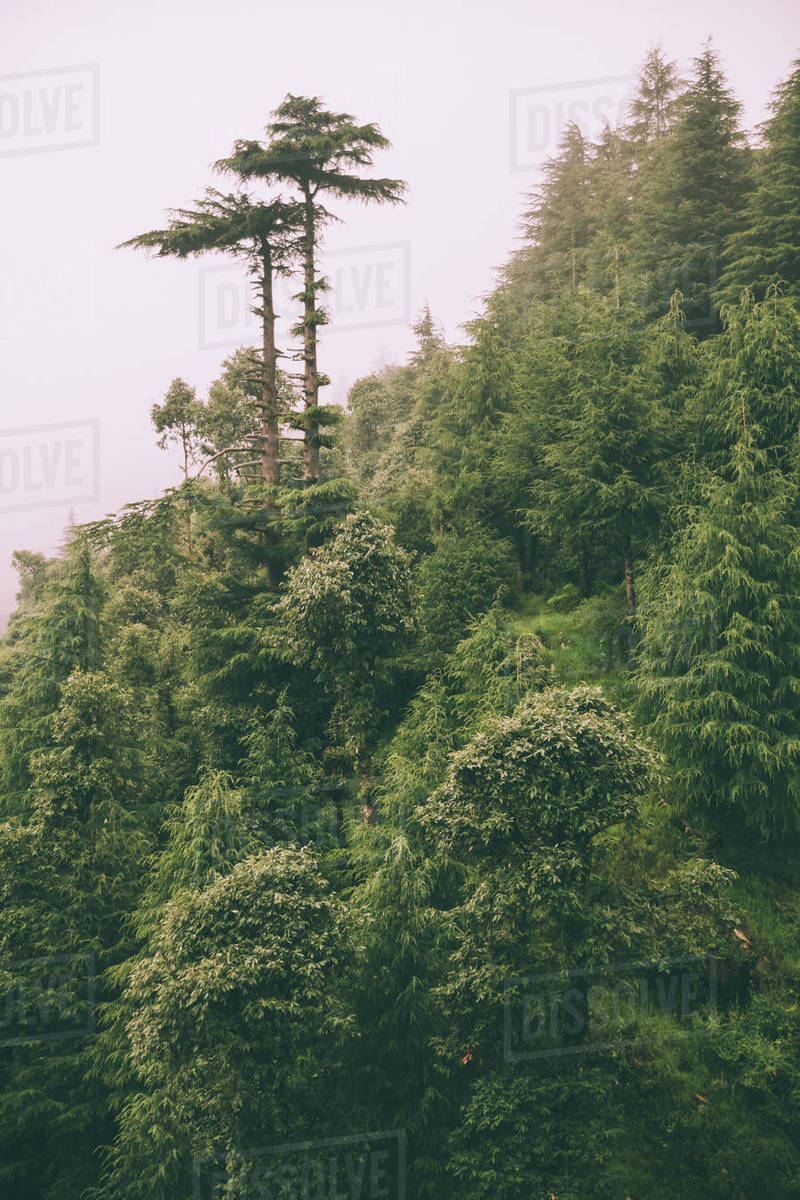 beautiful green trees growing in Indian Himalayas, Dharamsala, Baksu ...