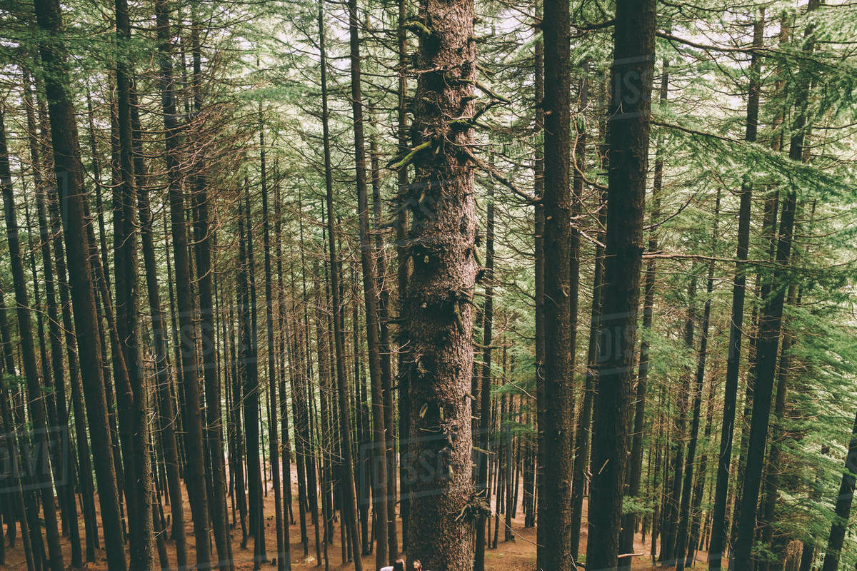 beautiful tall evergreen trees growing in Indian Himalayas, Manali ...