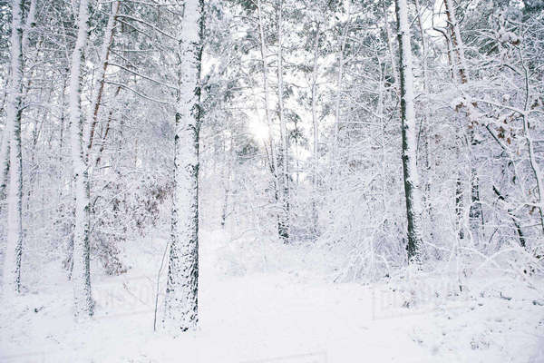Beautiful trees covered with snow in forest - Stock Photo - Dissolve
