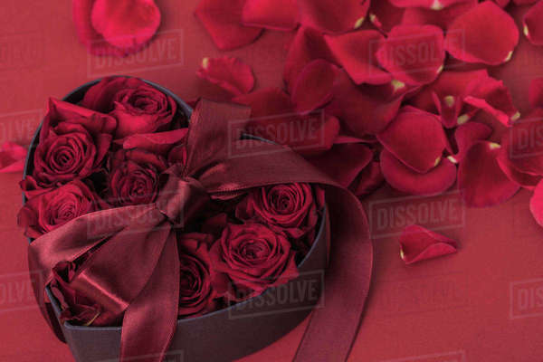Close up view of roses in heart shaped gift box with ribbon and petals ...