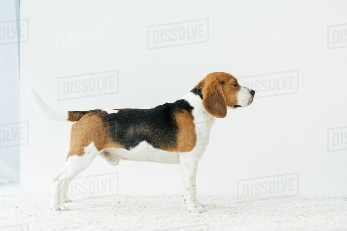 Side view of cute beagle on white carpet - Stock Photo - Dissolve