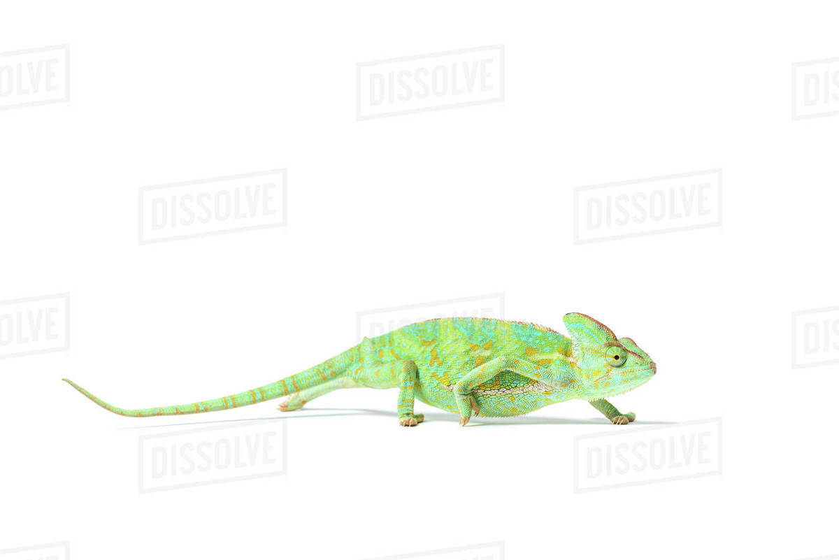Side view of colorful tropical chameleon crawling isolated on white ...